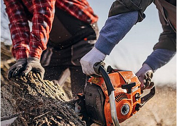 3 Best Tree Services in Brossard, QC - Expert Recommendations