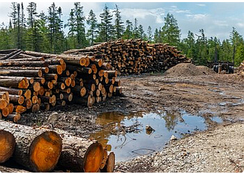 3 Best Tree Services in Brossard, QC - Expert Recommendations