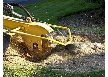 3 Best Tree Services in Brossard, QC - Expert Recommendations