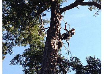 3 Best Tree Services in Nanaimo, BC - Expert Recommendations