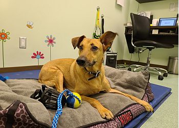 3 Best Veterinary Clinics in Ajax, ON - Expert Recommendations