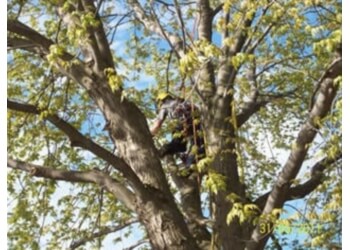 3 Best Tree Services in Quebec, QC - Expert Recommendations