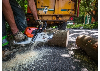 3 Best Tree Services in Hamilton, ON - Expert Recommendations