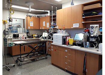 3 Best Veterinary Clinics in Victoria, BC - Expert Recommendations