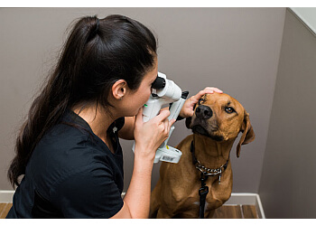 3 Best Veterinary Clinics in Victoria, BC - Expert Recommendations