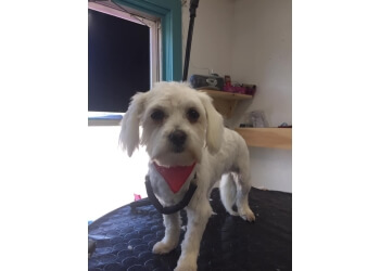 3 Best Pet Grooming in Saint John, NB - ThreeBestRated