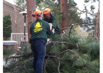 3 Best Tree Services in Kelowna, BC - Expert Recommendations