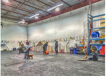 3 Best Dog Trainers in Burnaby, BC - Expert Recommendations