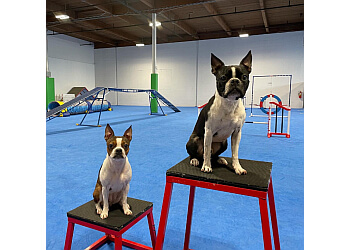 3 Best Dog Trainers in Burnaby, BC - Expert Recommendations