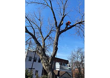 3 Best Tree Services in Montreal, QC - Expert Recommendations