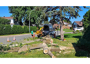 3 Best Tree Services in Brossard QC - Expert Recommendations