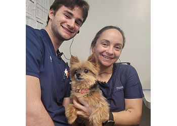 3 Best Veterinary Clinics in London, ON - Expert Recommendations