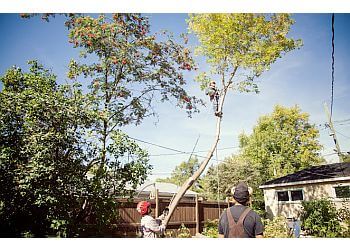 3 Best Tree Services in Edmonton, AB - Expert Recommendations