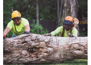 3 Best Tree Services in Edmonton, AB - ThreeBestRated