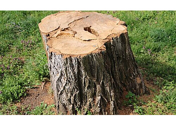 3 Best Tree Services in Sarnia, ON - Expert Recommendations