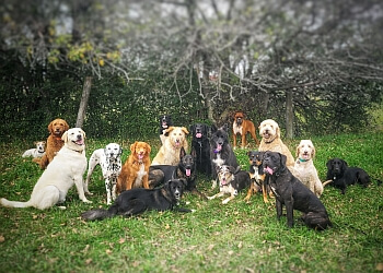 3 Best Dog Walkers in Oshawa, ON - Expert Recommendations