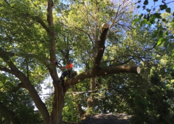3 Best Tree Services in London, ON - Expert Recommendations