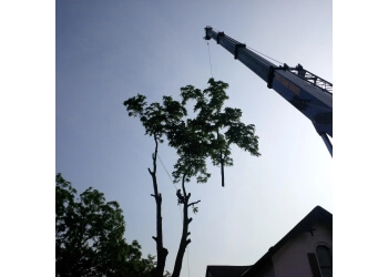 3 Best Tree Services in Waterloo, ON - Expert Recommendations