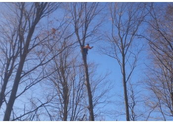 3 Best Tree Services in Waterloo, ON - Expert Recommendations