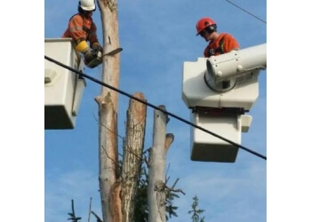 3 Best Tree Services in Milton, ON - Expert Recommendations