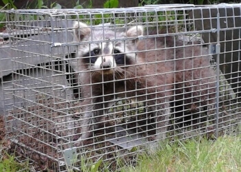 3 Best Animal Removal in Halifax, NS - Expert Recommendations