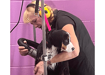 3 Best Pet Grooming in Moncton, NB - Expert Recommendations