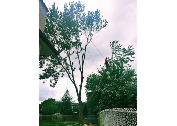 3 Best Tree Services in Peterborough, ON - Expert Recommendations