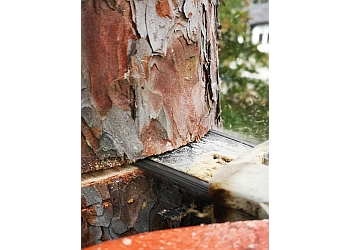 3 Best Tree Services in Barrie, ON - Expert Recommendations