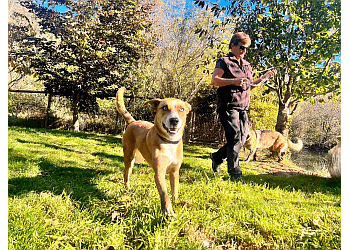 3 Best Dog Trainers in Victoria, BC - Expert Recommendations