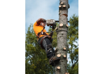3 Best Tree Services in Niagara Falls, ON - Expert Recommendations